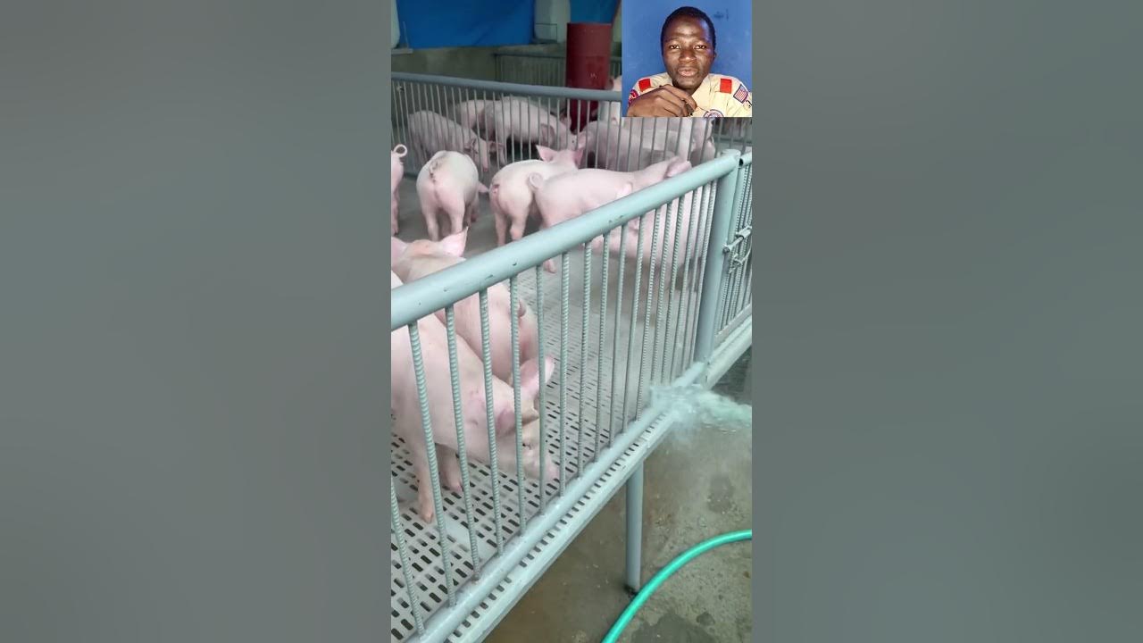 L'élevage des animaux , l'élevage des porcs 🐷🐖 l'élevage des porcs comment réussir dans l ...