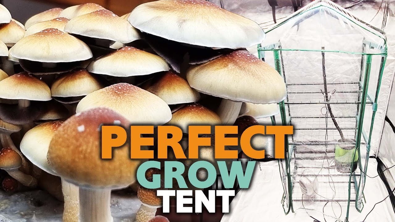 How to Grow ANY Mushrooms at Home EASY $200 Perfect Grow Tent with ...