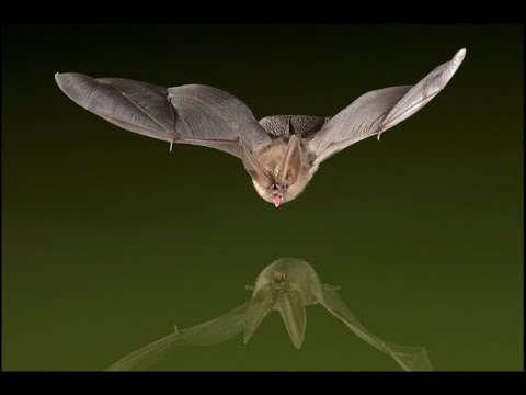 OnTopic: Amazing World of Bats, Nature's Tiny Fighter Jets - YouTube