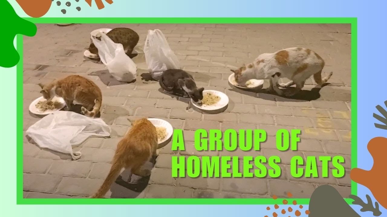 Video of feeding a group of homeless cats #cat - YouTube