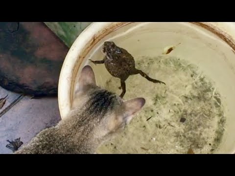 There's a Toad in My Soup - YouTube