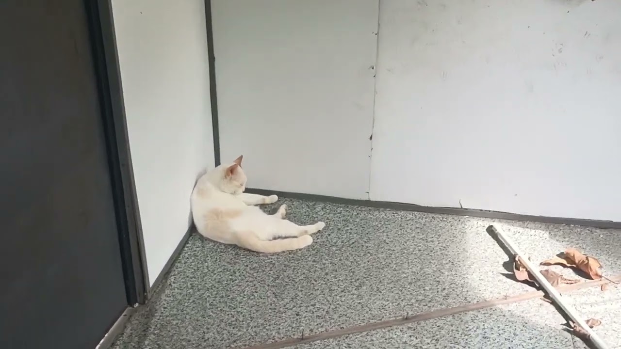 White cat found resting lazily inside a wrecked guard house. [03.09. ...