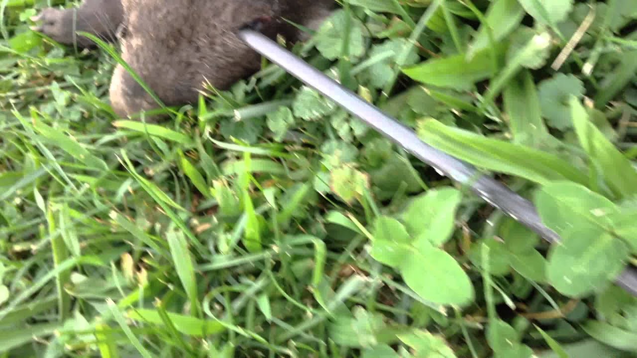 G5 Montec CS 100g test on groundhog - YouTube