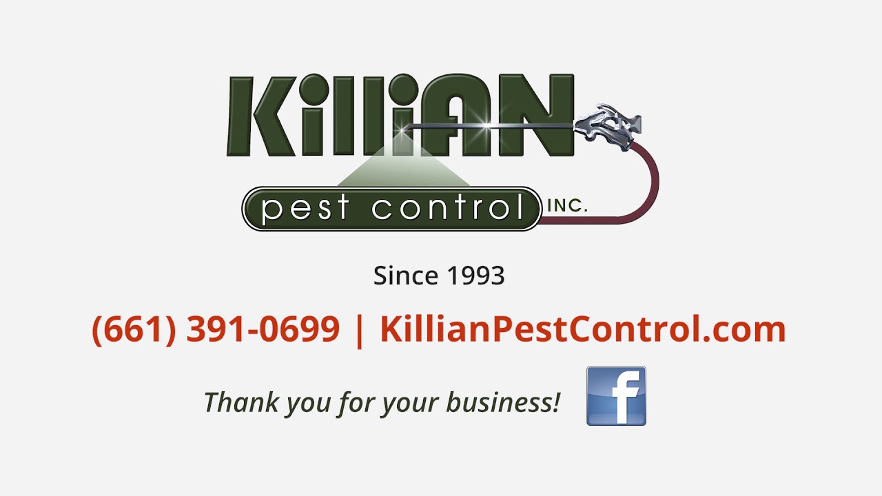 Killian Pest Control - Spider 5-18 - YouTube