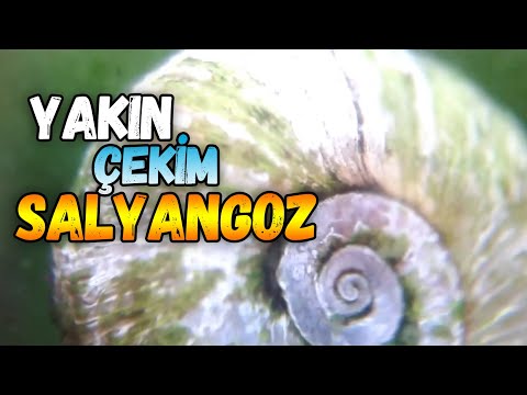 Yakın Çekim Gastropod (salyangoz)  \