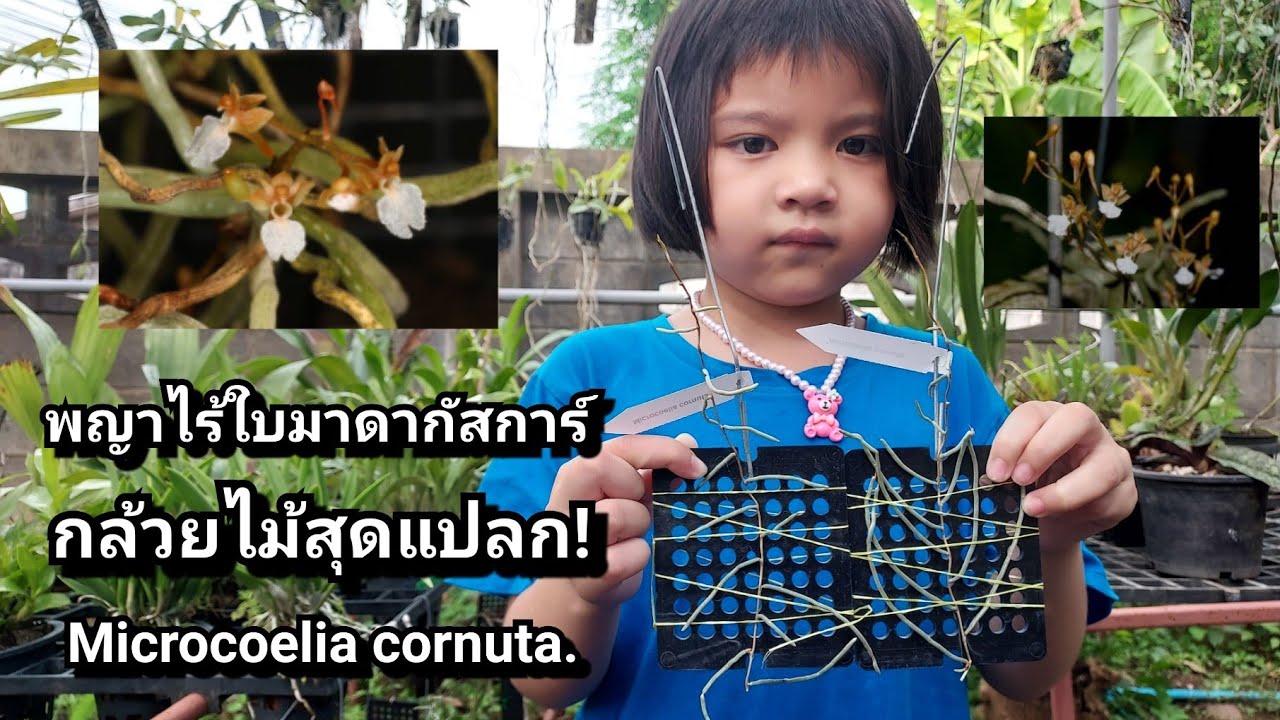 พญาไร้ใบมาดากัสการ์ (Microcoelia cornuta) กล้วยไม้สุดแปลกจากแอฟริกา ...