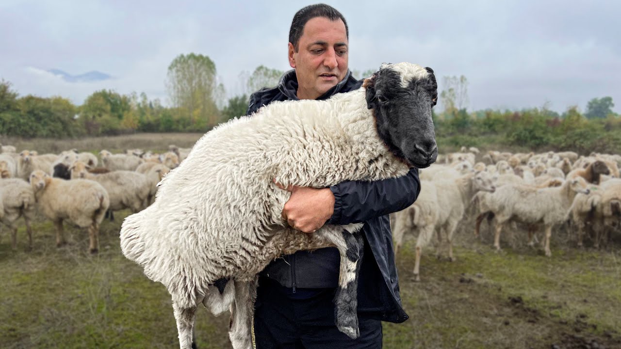 Butchering a Whole Lamb just Caught from the Shepherd's! Fed all the ...