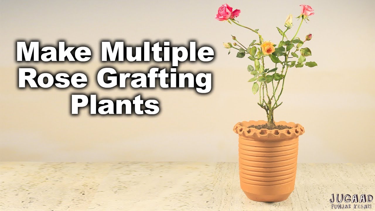 Make Multiple Rose Grafting Plants - YouTube