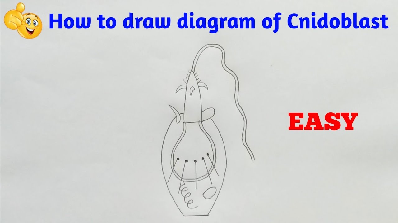 How to draw diagram of cnidoblast cell | Diagram of cnidoblast cell ...