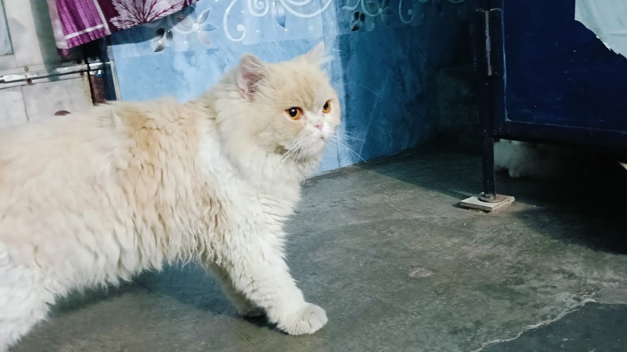 catsjangali billi Soni Monu baby animals funny 🤣 videos daily vlogs ...