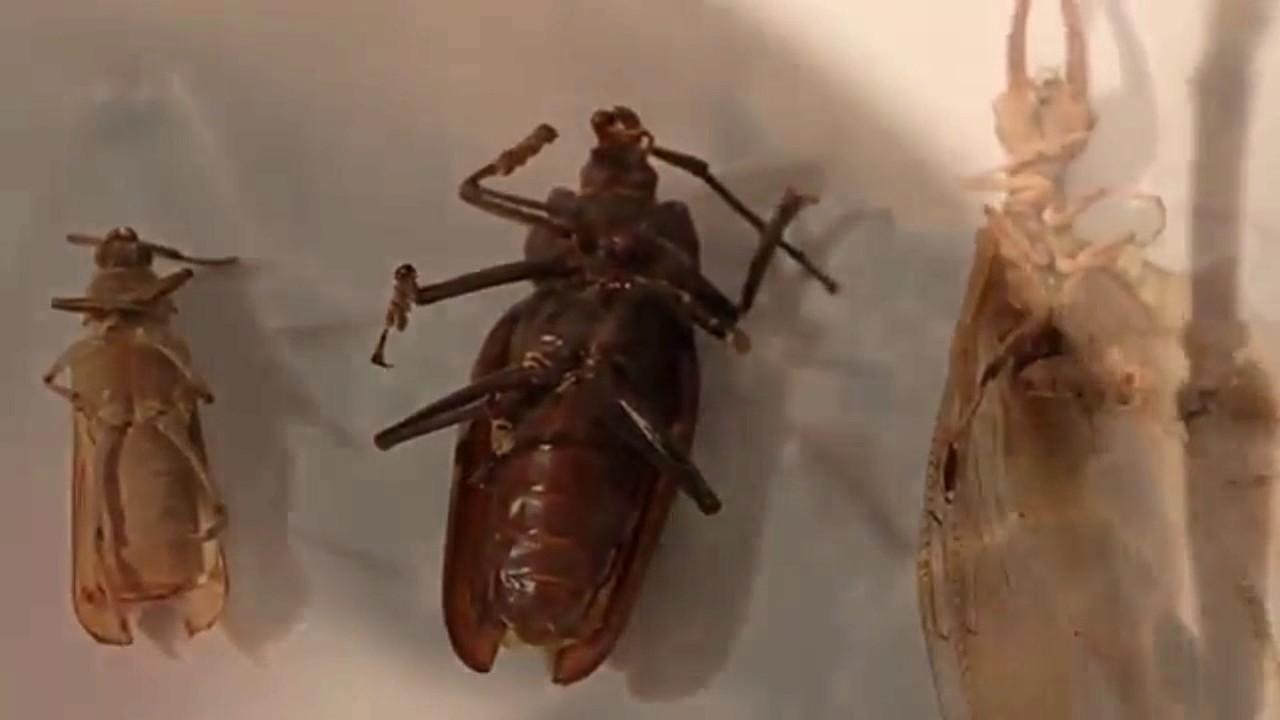 Aula 01 - Classe Insecta: Principais características - YouTube