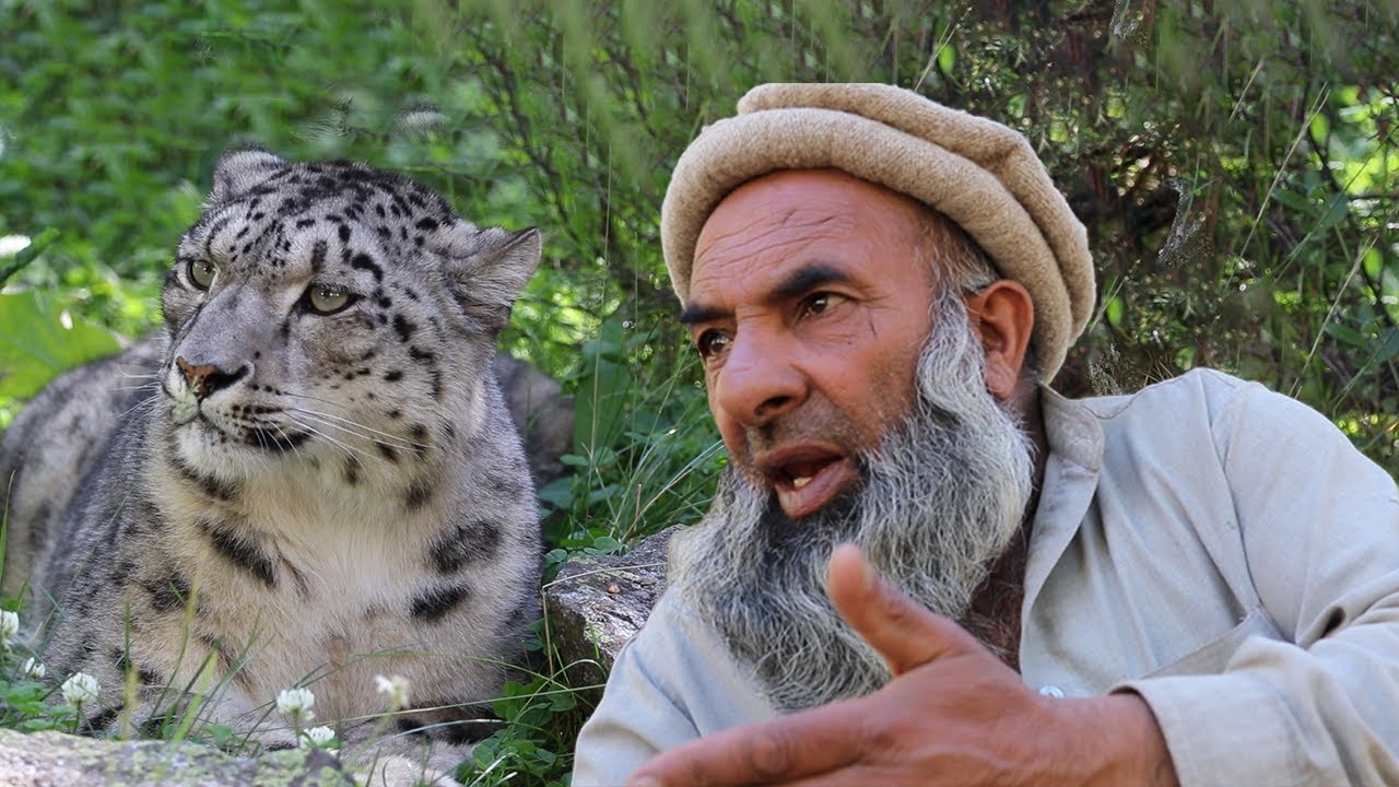 Story of Lost Snow Leopard - Naltar Valley Gilgit Baltistan - YouTube