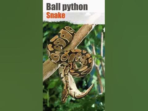 कभी देखा है ये बॉल पायथन गेंद अजगर Ball Python snake \\top tube\\ #tranding #viral #shorts - YouTube