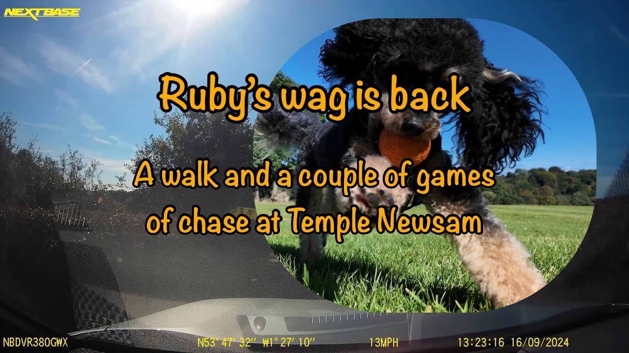 2024-09-16- Ruby’s wag is back - Walk and a couple of games of chase at ...