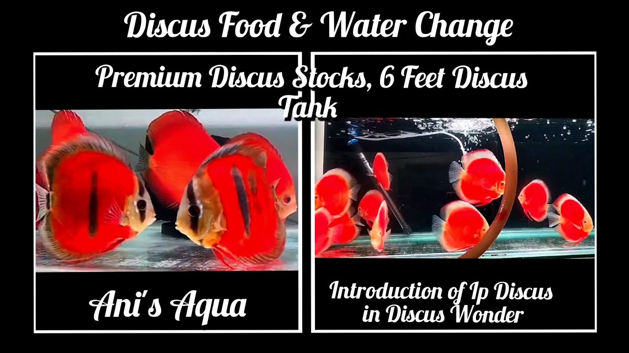 IMPORTED DISCUS | DISCUS FISH FOOD | IP DISCUS | WATER CHANGE - YouTube