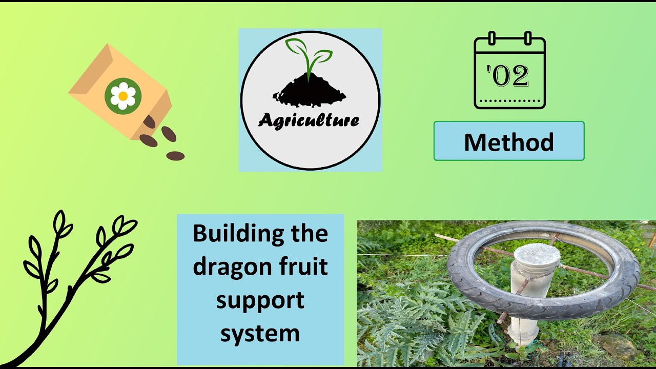 Building The Dragon Fruit Support System - YouTube