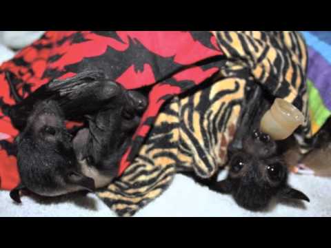 Megabattie Bat wraps and Burros - YouTube