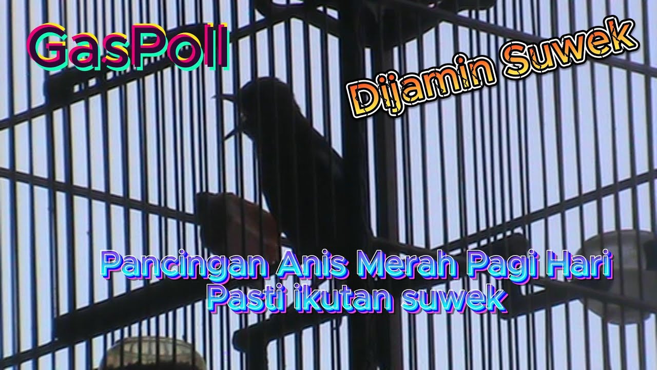 Pancingan Burung Anis Merah GasPool suaranya suwek-suwek. Pancing ...
