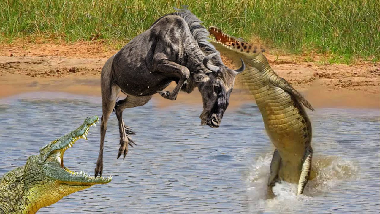 Wildebeest To Escape From Crocodile Mouth along the River | Crocodile ...