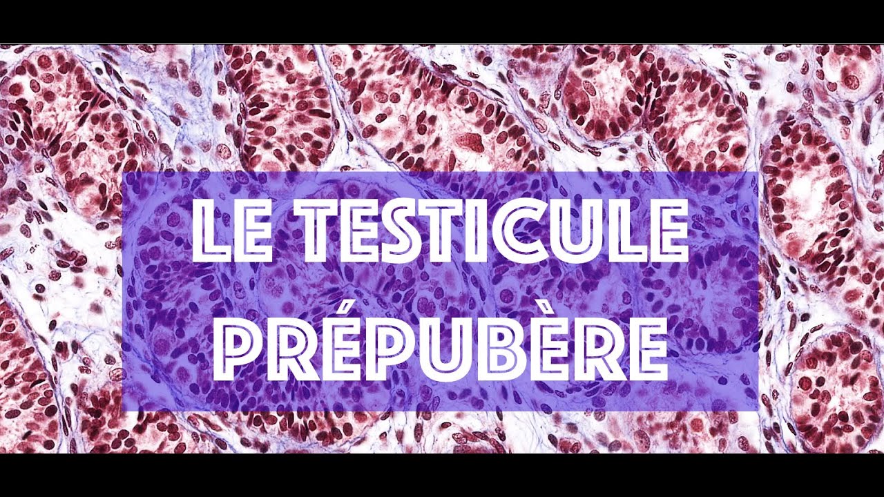 LE TESTICULE PREPUBERE - HISTOLOGIE - YouTube