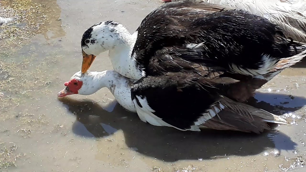 FRINGO & FEMALE MUSCOVY DUCK IN THE WATER AFTER THE CREATE A NEW HYBRID ...