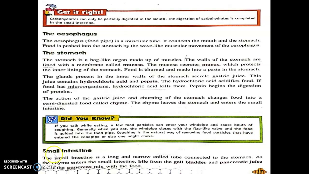 Class VII Science : Human Digestive System - YouTube