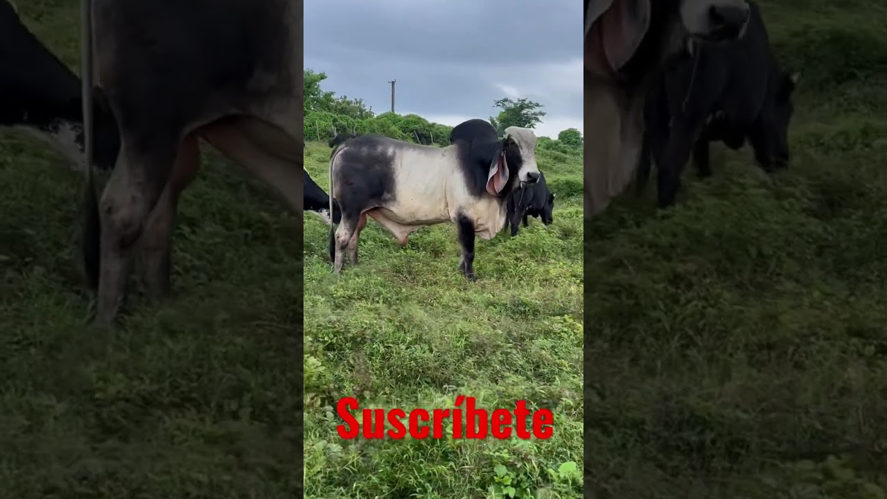 Mira este toro indobrazil barroso hosco chulada - YouTube
