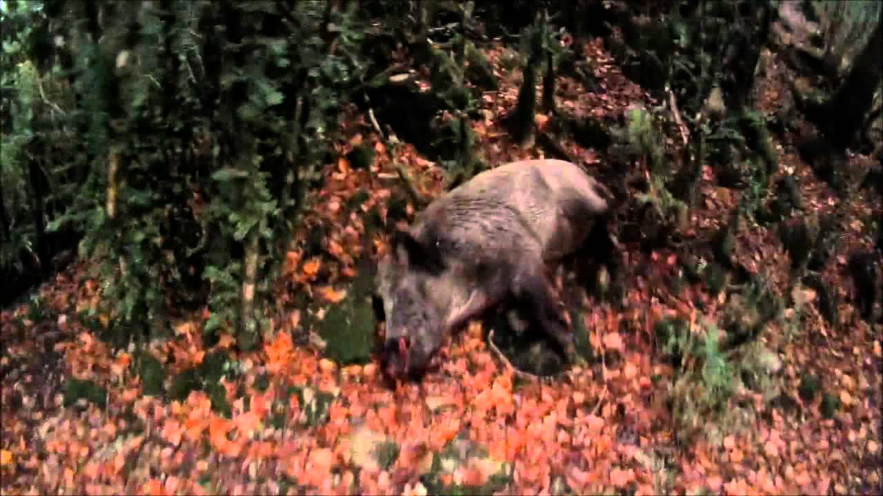 film d'un gros sanglier de 127 kg dans le jura - YouTube