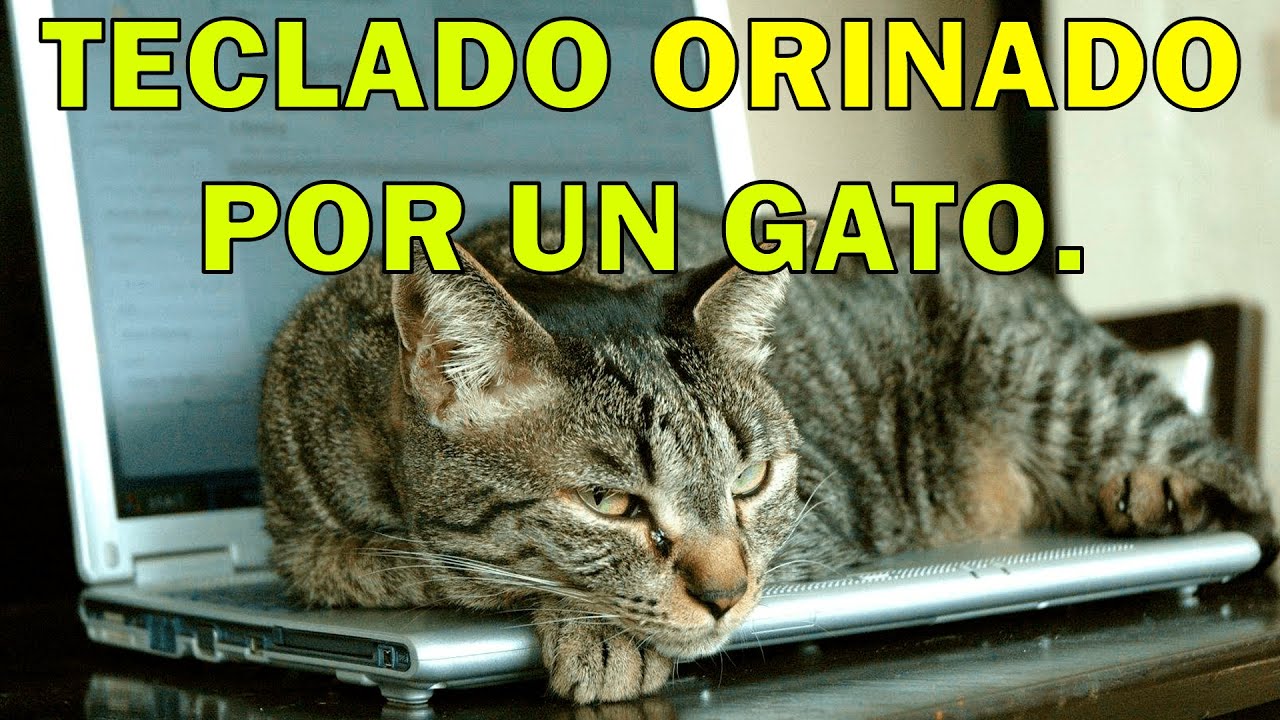 Como se ve un teclado orinado por un gato? Como probamos los teclados ...