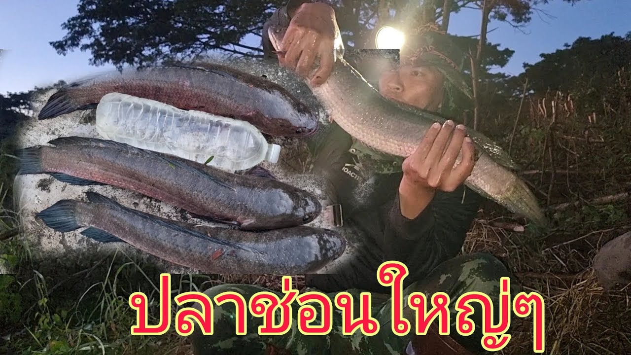 snakehead fish trap กู้ลอบดักปลาช่อน - YouTube