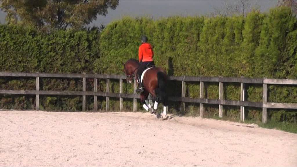 Ceasar - by Johnson - stallion - filmed August 2010 - YouTube