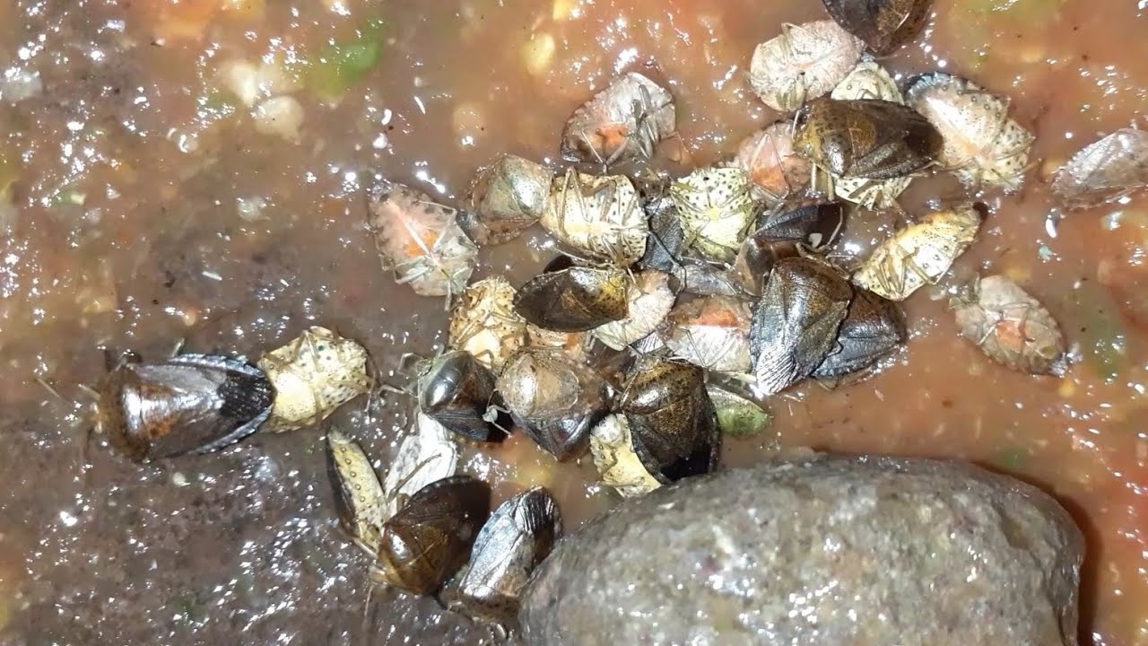 SALSA DE JUMILES EN MOLCAJETE/UN ALIMENTO PREHISPÁNICO - YouTube