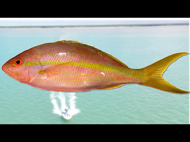 Florida Keys Reef Fish
