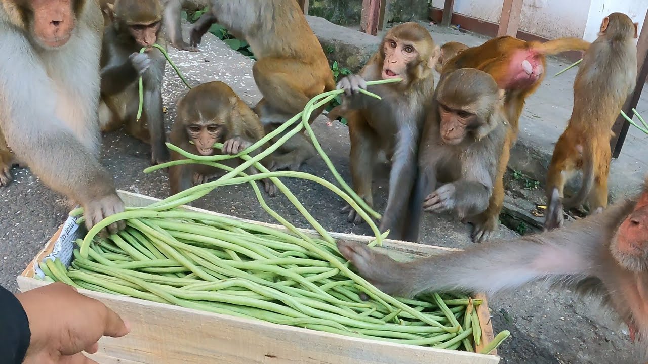 Feeding yardlong bean to monkeys during solar eclipse Oct 25 2022 - YouTube