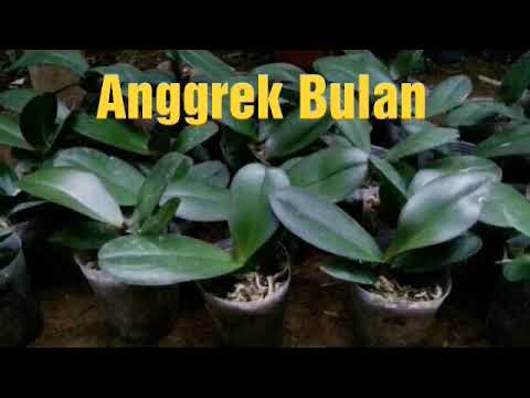 Jual Bibit Bunga Anggrek Bulan Murah ! Seedling Bibit Anggrek Bulan ...