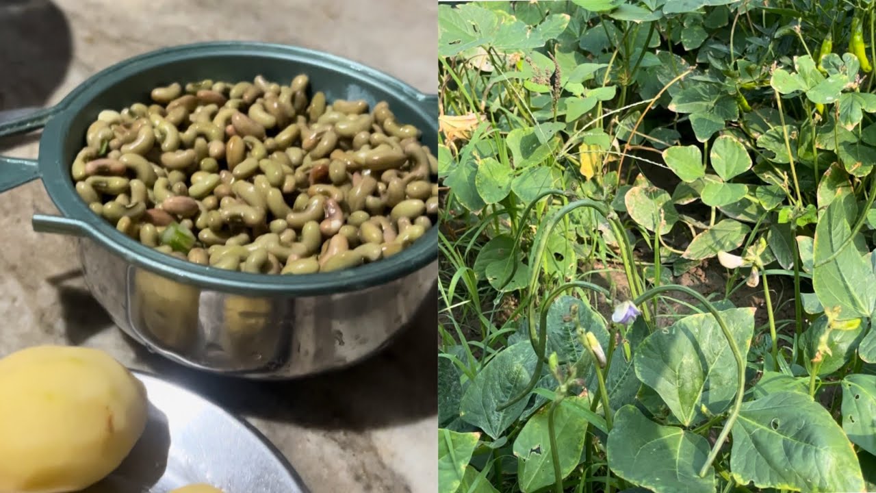 gavarfali sabji recipe from plant to kitchen Punjabi style - YouTube