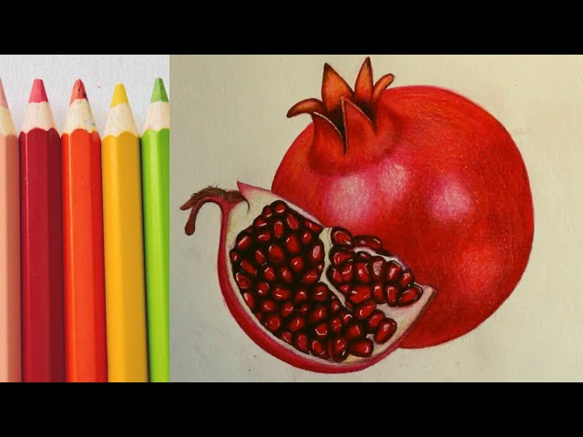 Pomegranate Drawing