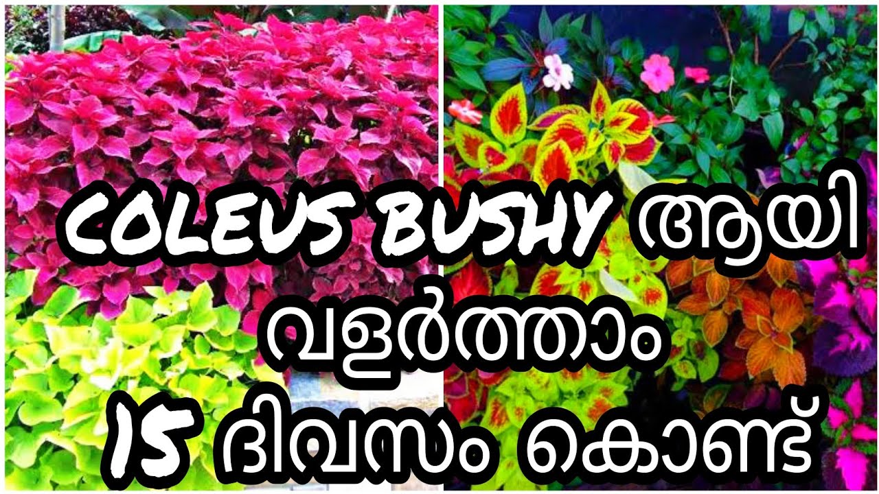 Tips to Grow Coleus Bushy | Coleus Plant Care | കണ്ണാടി ചെടി bushy ...