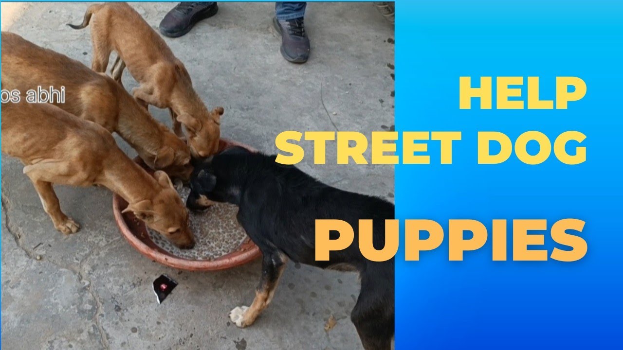 help street dog puppies @funwithLangur1.3M - YouTube