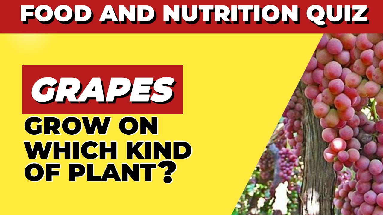 Nutrient-rich Delights: A Fruity and Veggie Quiz | Food and Nutrition ...