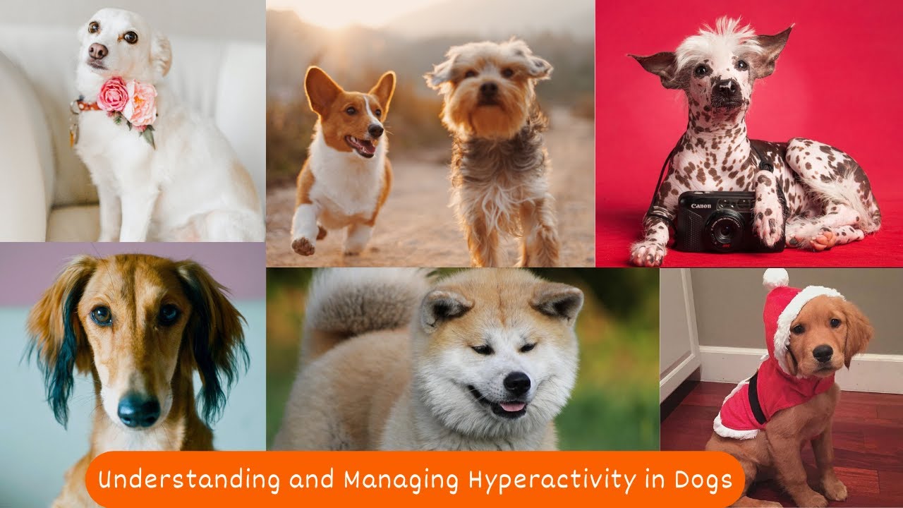 Understanding and Managing Hyperactivity in Dogs | V96 | Dogs | Dog ...