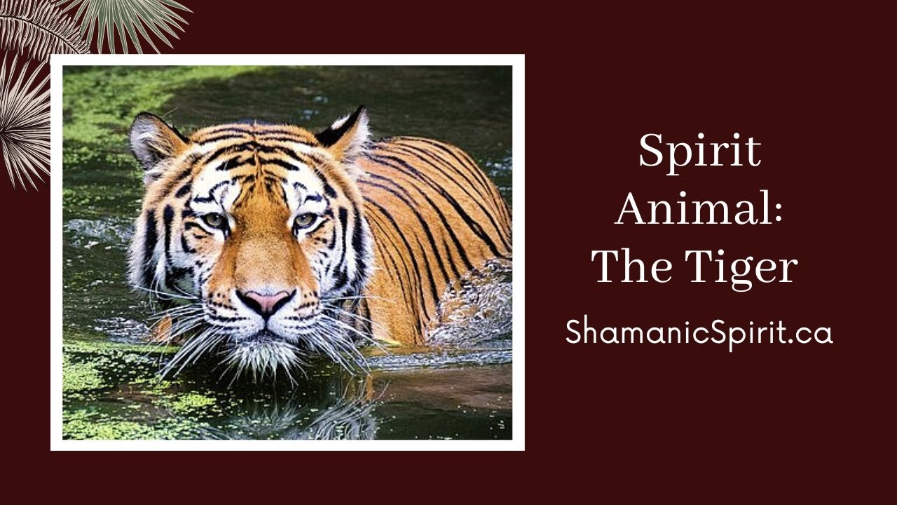 Animal Spirit Guide The Tiger Shamanic Power Animal Tiger Symbolism