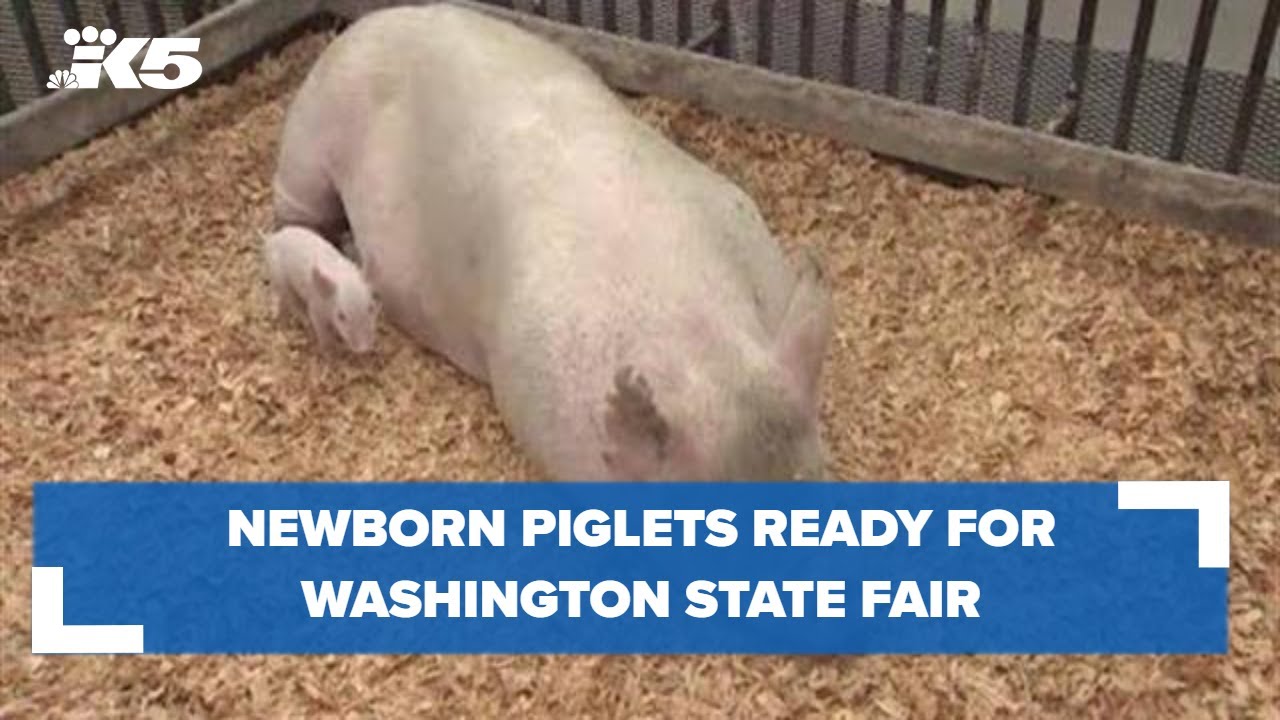 Newborn piglets ready for spotlight at Washington State Fair - YouTube