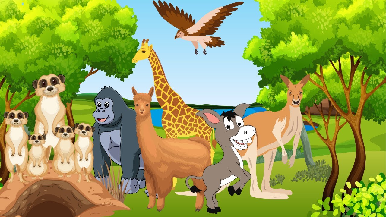 Wild Animal Sound Collection: Eagles, Meerkats, Kangaroos, and More ...