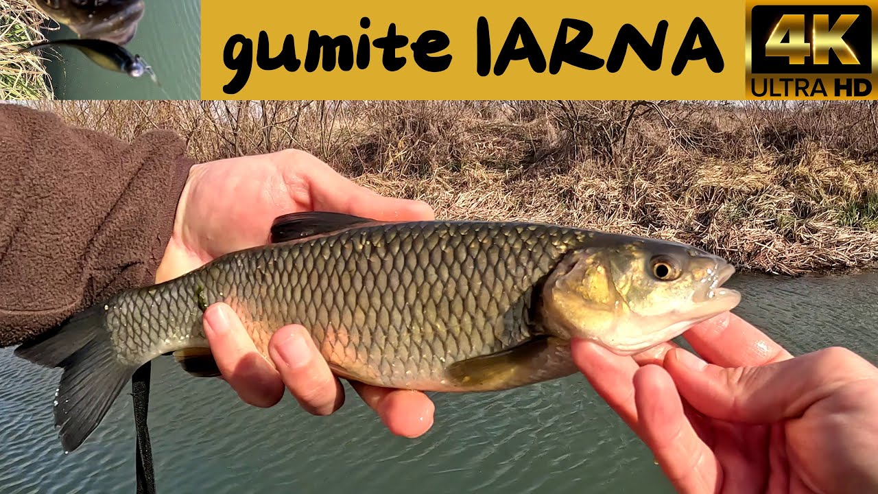 🎣Foarte MULTI pesti rapitori pe rau salbatic. CLEANUL incepe sa iasa la ...