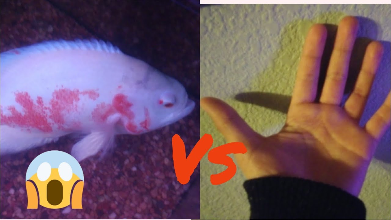 oscar fish bites me - YouTube