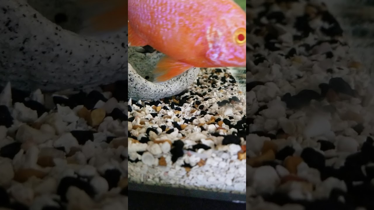 more update on my little small fry - YouTube