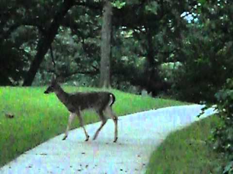 Twilight Deer - YouTube
