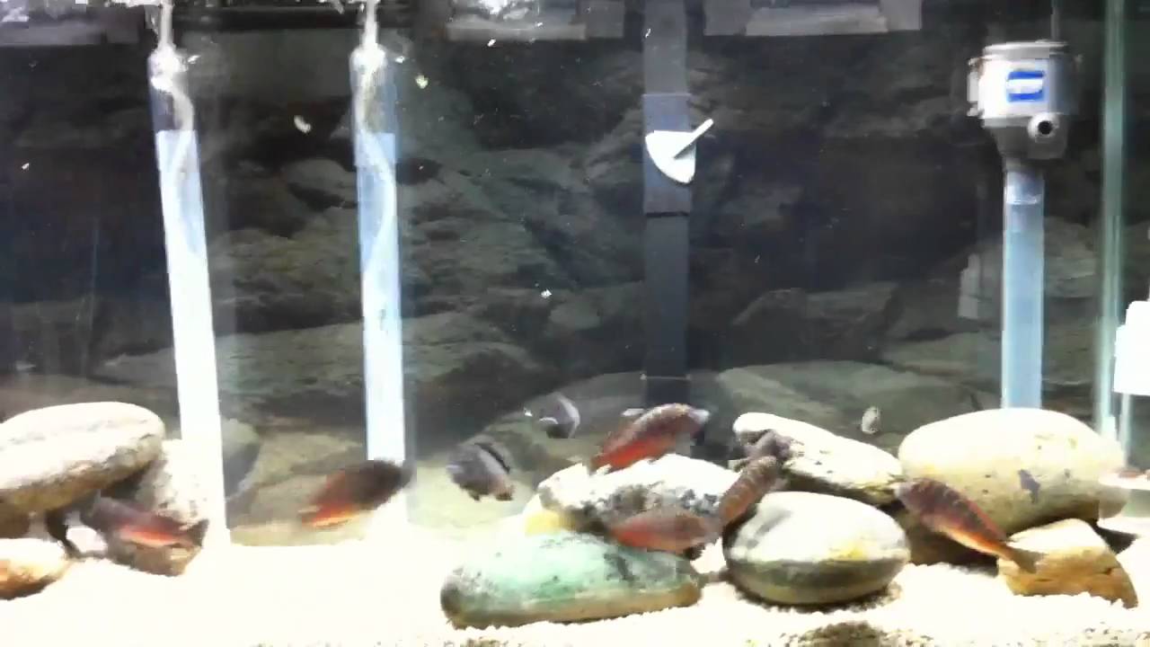 Tropheus red moliro colony - YouTube