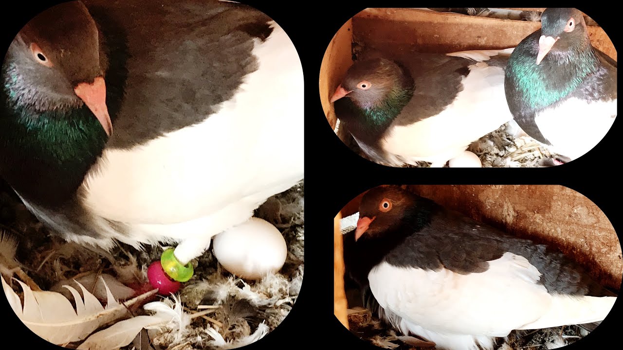 Female Pigeon Laying Egg In Front Of a Camera - YouTube